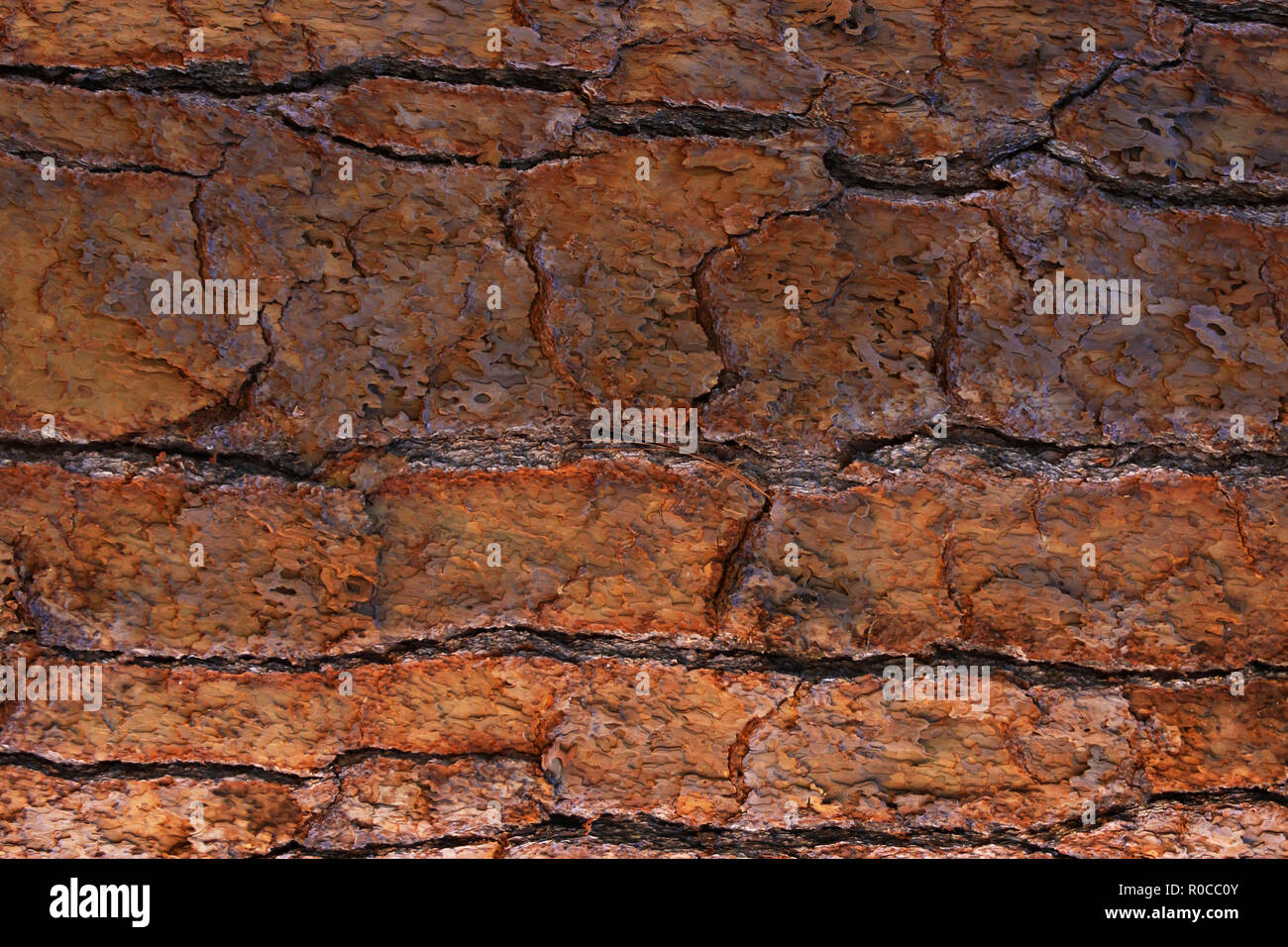 Brown tree bark texture closeup background Stock Photo - Alamy