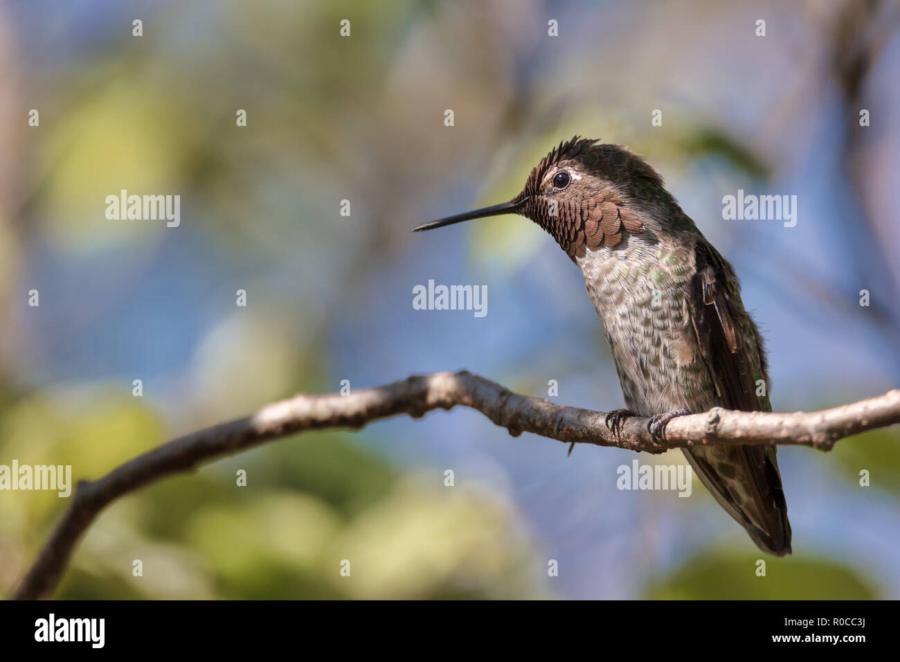 Anna's Hummingbird, Color Image, Day, Northern California USA Stock ...