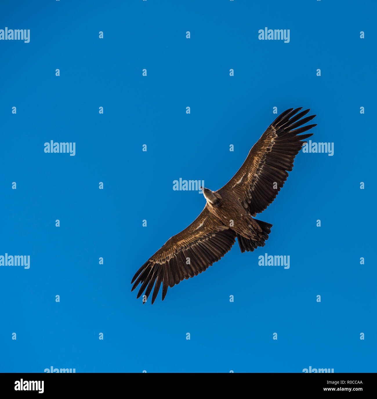 A griffon vulture flying in a blue sky Stock Photo - Alamy