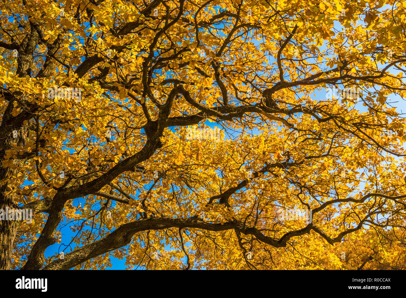 Autunm trees in the park, perfect fall scenery Stock Photo - Alamy