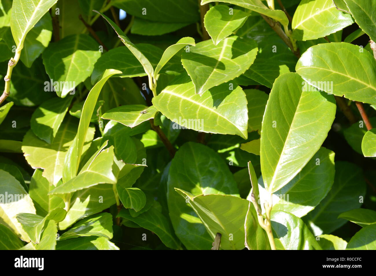 Laurel leaves hi-res stock photography and images - Alamy