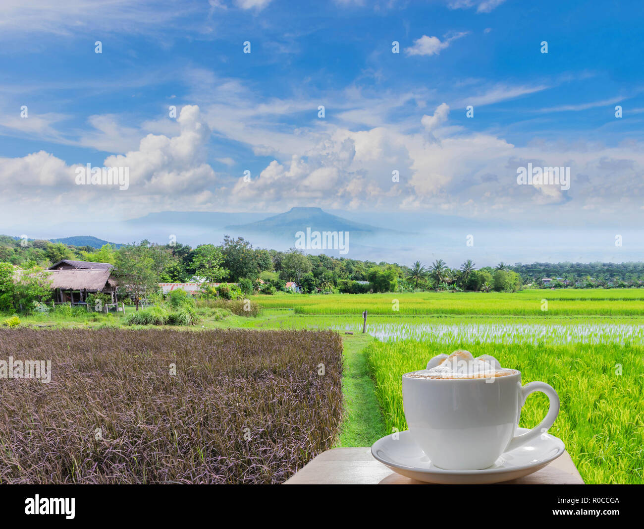 Abstract cup of latte coffee with green paddy rice, glutinous rice ...