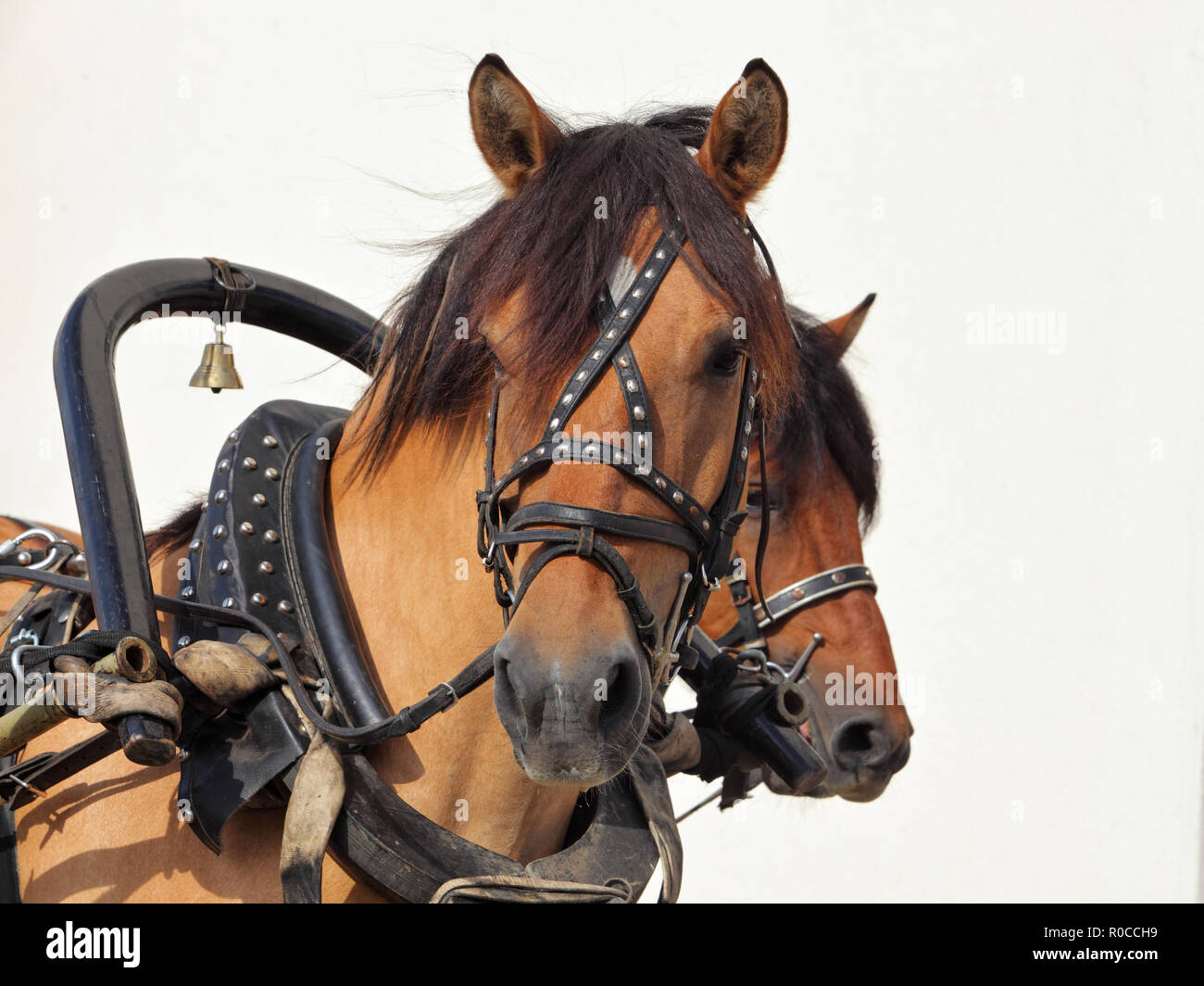Vyatka horse hi-res stock photography and images - Alamy