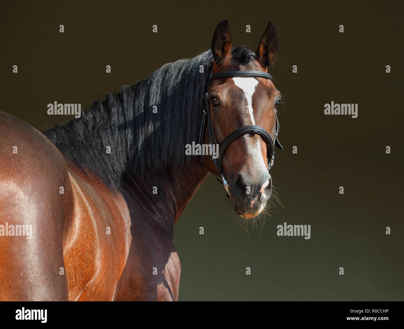 Purebred horse portrait in dark stable background Stock Photo - Alamy