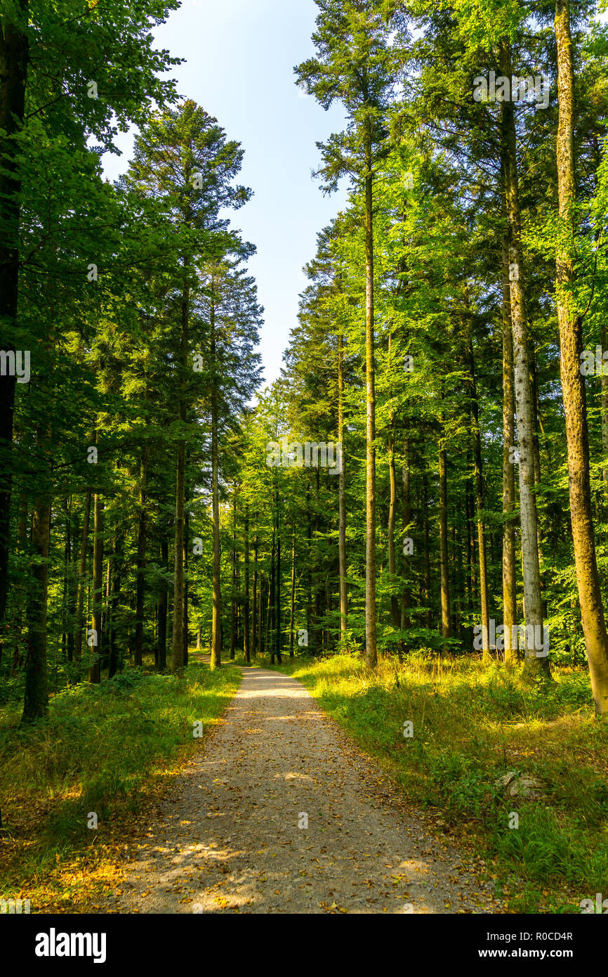 Tree covered pathway hi-res stock photography and images - Alamy