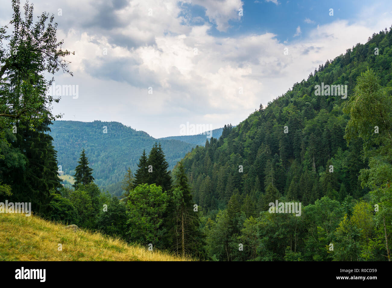 Germany, Protected landscape of avalanche forest nature near Simonswald ...