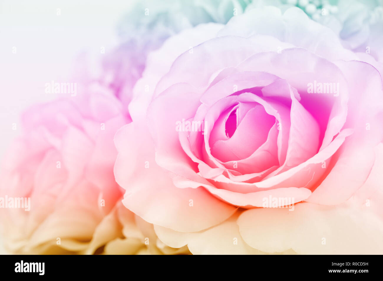Sweet color roses made with gradient in soft style Stock Photo - Alamy