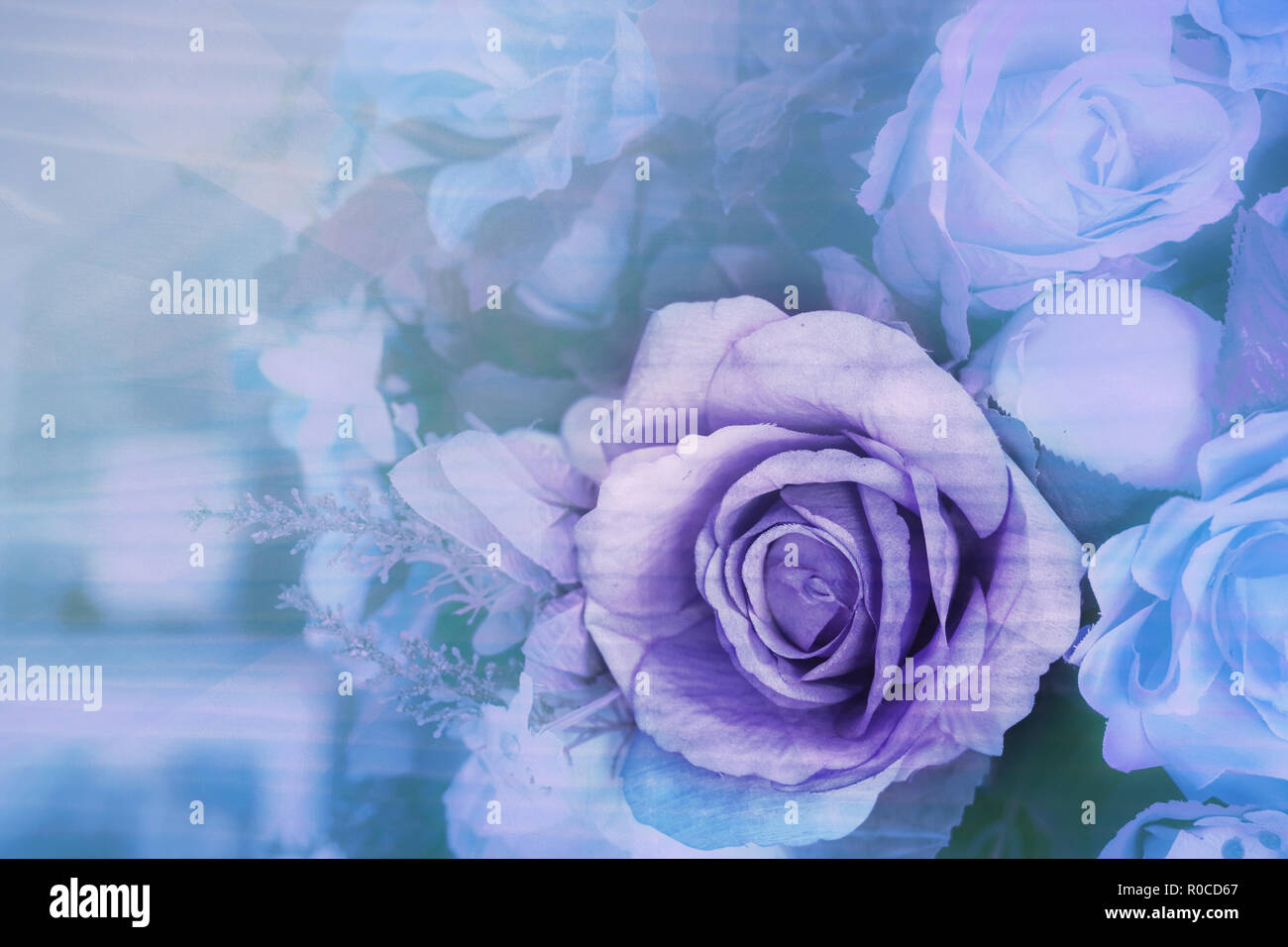purple color roses made with gradient in soft style for abstract ...