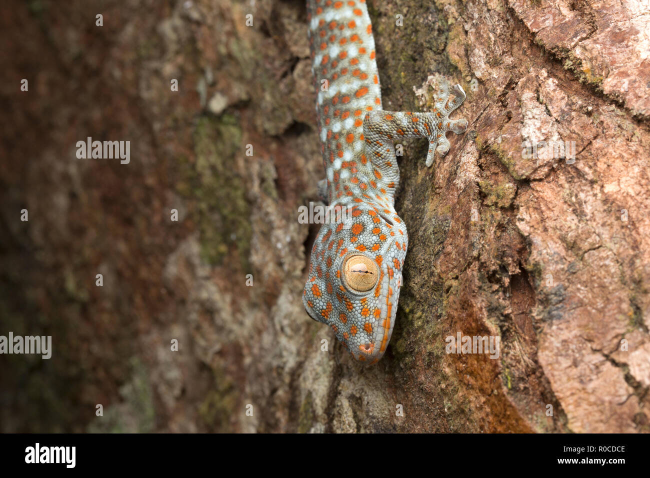 Tokay Gecko from Malaysia Stock Photo - Alamy