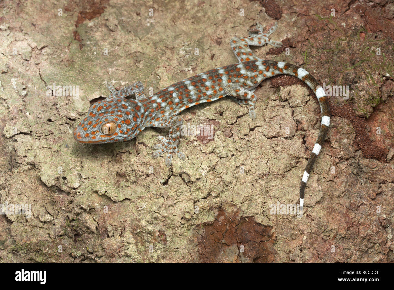 Tokay gecko hi-res stock photography and images - Alamy