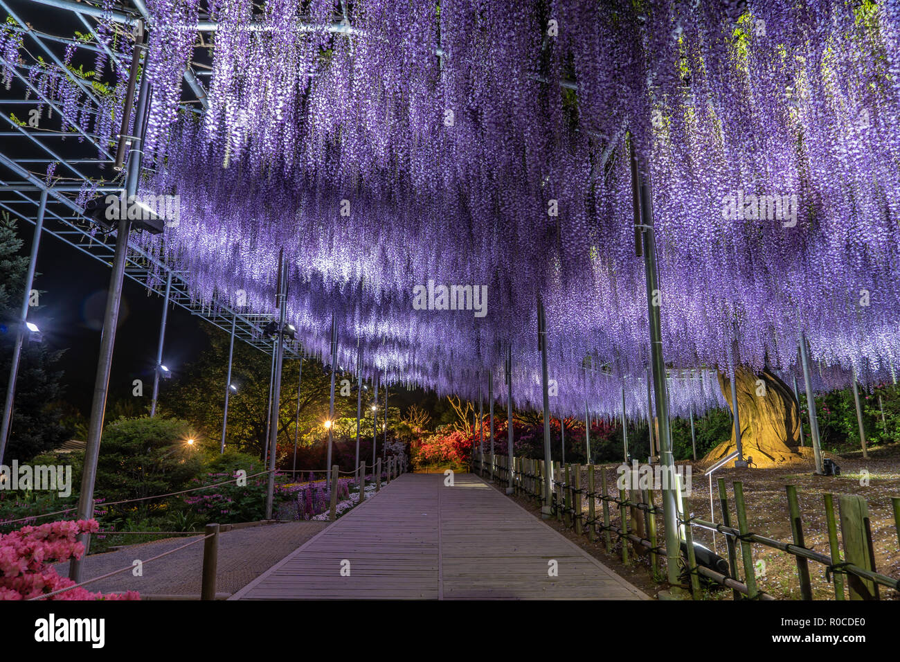 Wisteria "Fuji" flowers in bloom during spring in Japan Stock Photo - Alamy