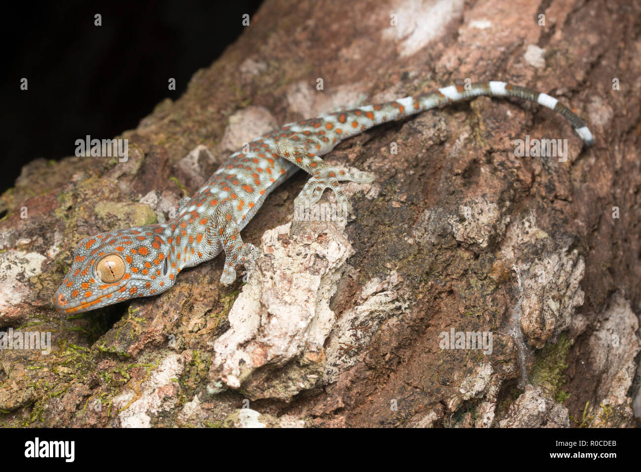 Tokay Gecko from Malaysia Stock Photo - Alamy