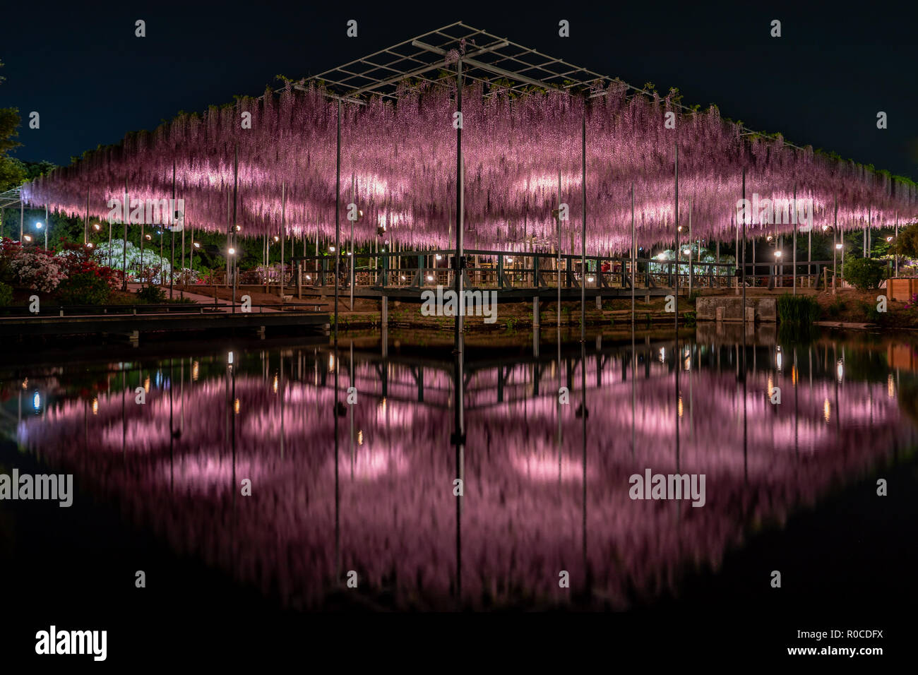 Wisteria "Fuji" flowers in bloom during spring in Japan Stock Photo - Alamy