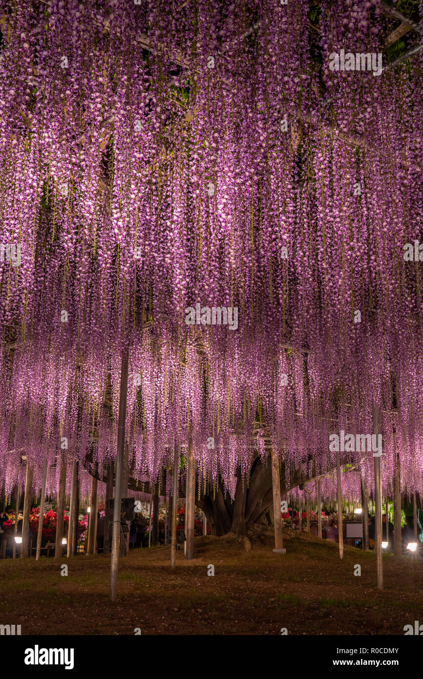 Wisteria "Fuji" flowers in bloom during spring in Japan Stock Photo - Alamy