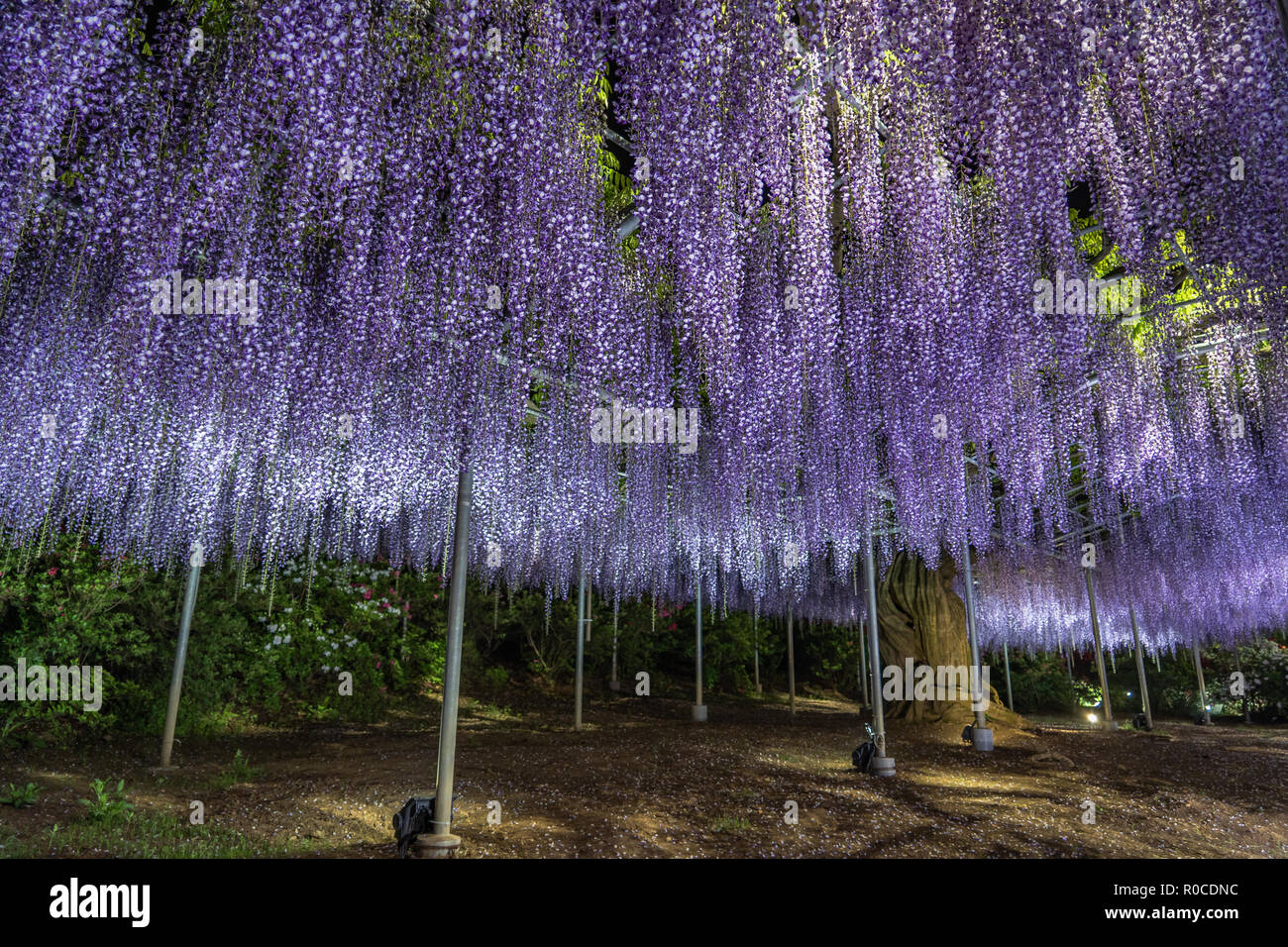 Wisteria "Fuji" flowers in bloom during spring in Japan Stock Photo - Alamy