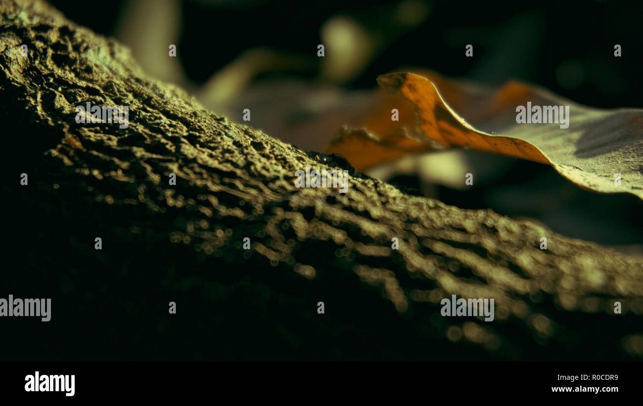 Dead tree texture hi-res stock photography and images - Alamy