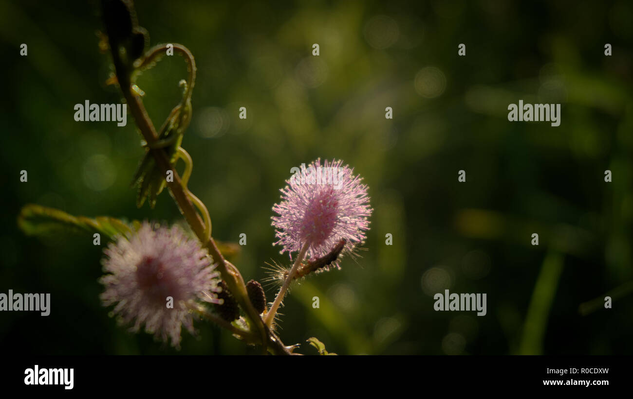 Flower of Sensitive plant or Sleepy plant Stock Photo - Alamy