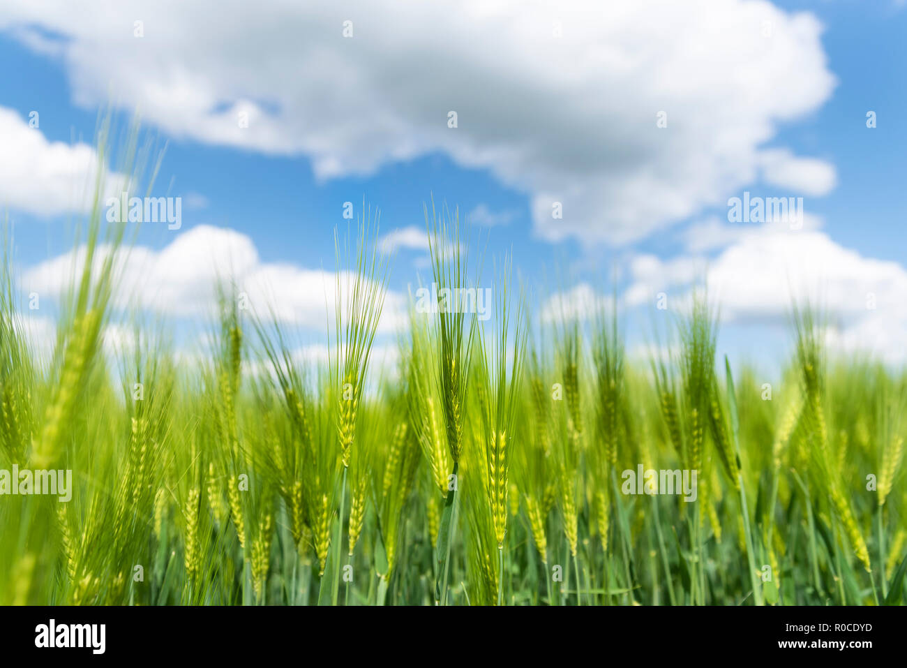 Ears of green rye with blue sky on background, natural background ...