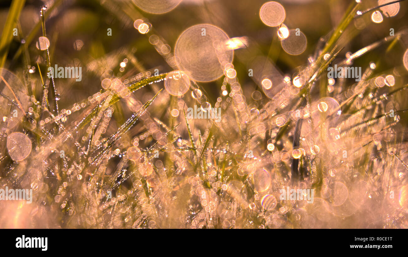 Drew Drop High Resolution Stock Photography and Images - Alamy