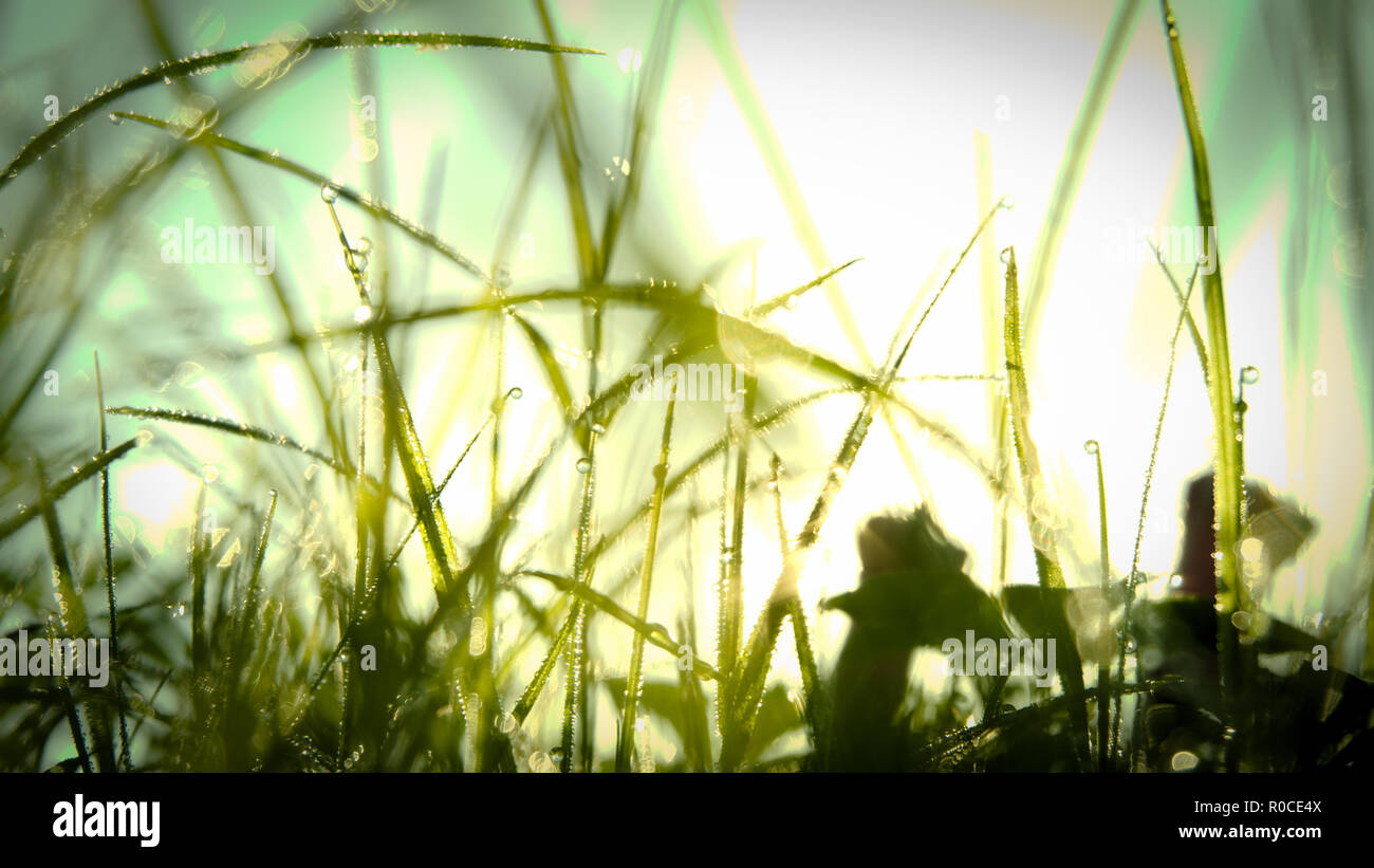 Morning sun shines through fresh leaves Stock Photo - Alamy