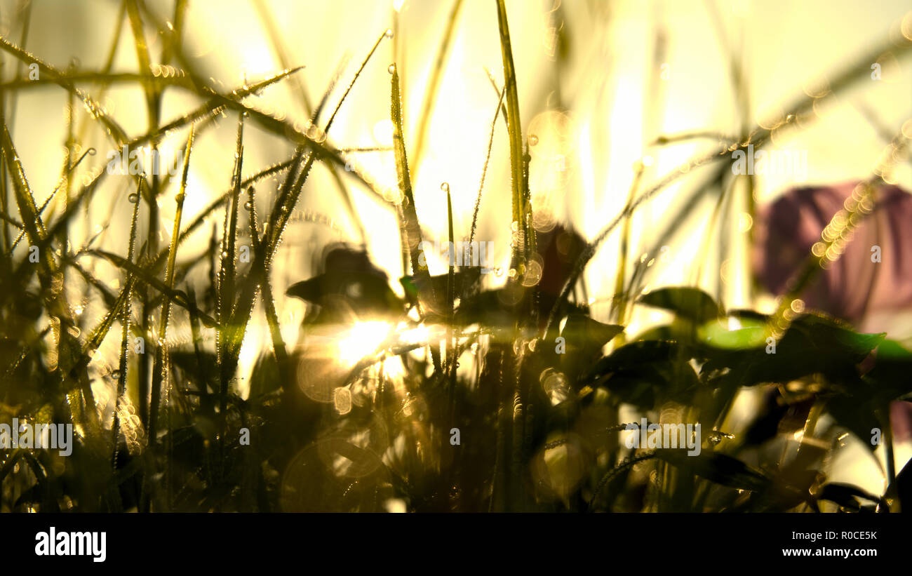 Morning sun shines through fresh leaves Stock Photo - Alamy