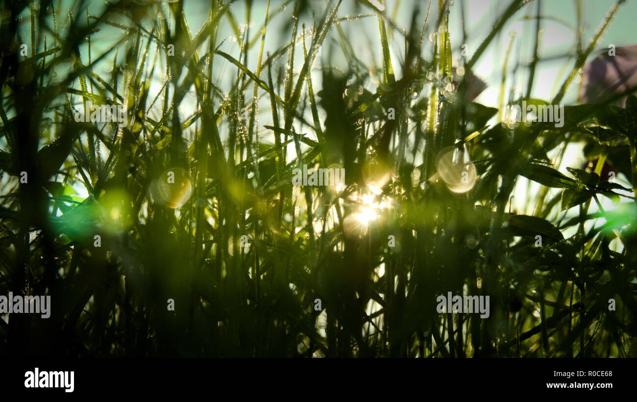 Light shines through leaves hi-res stock photography and images - Alamy