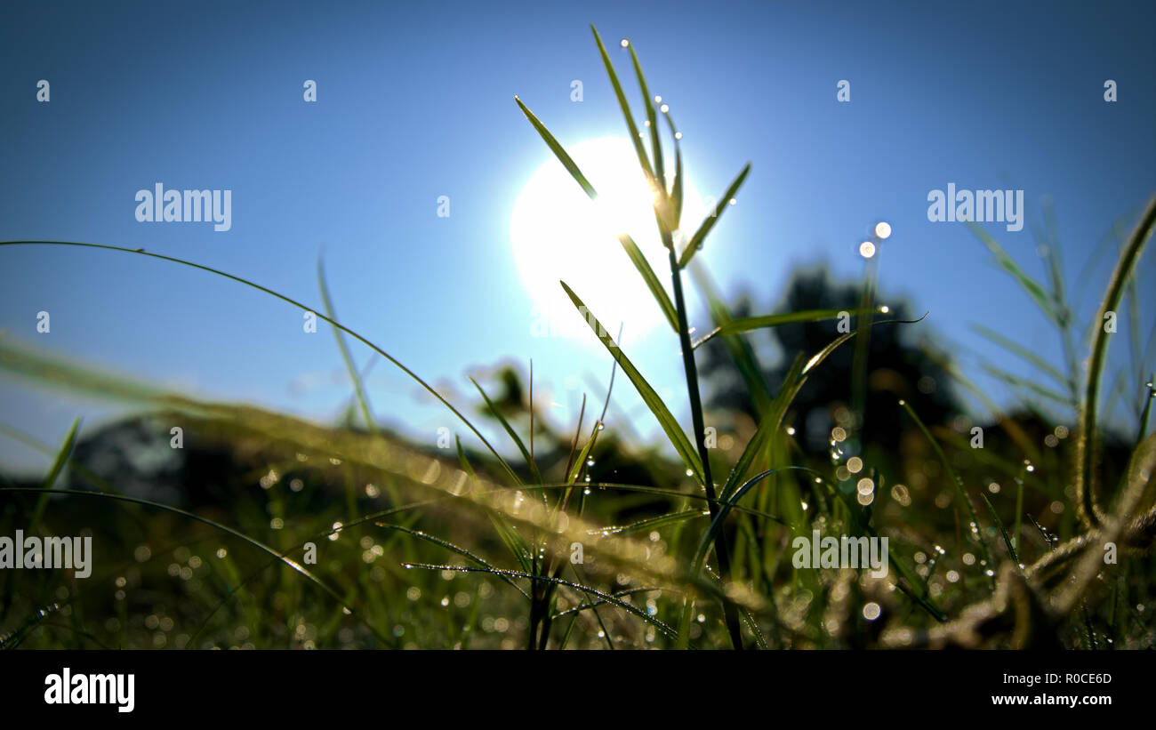 Morning sun shines through fresh leaves Stock Photo - Alamy