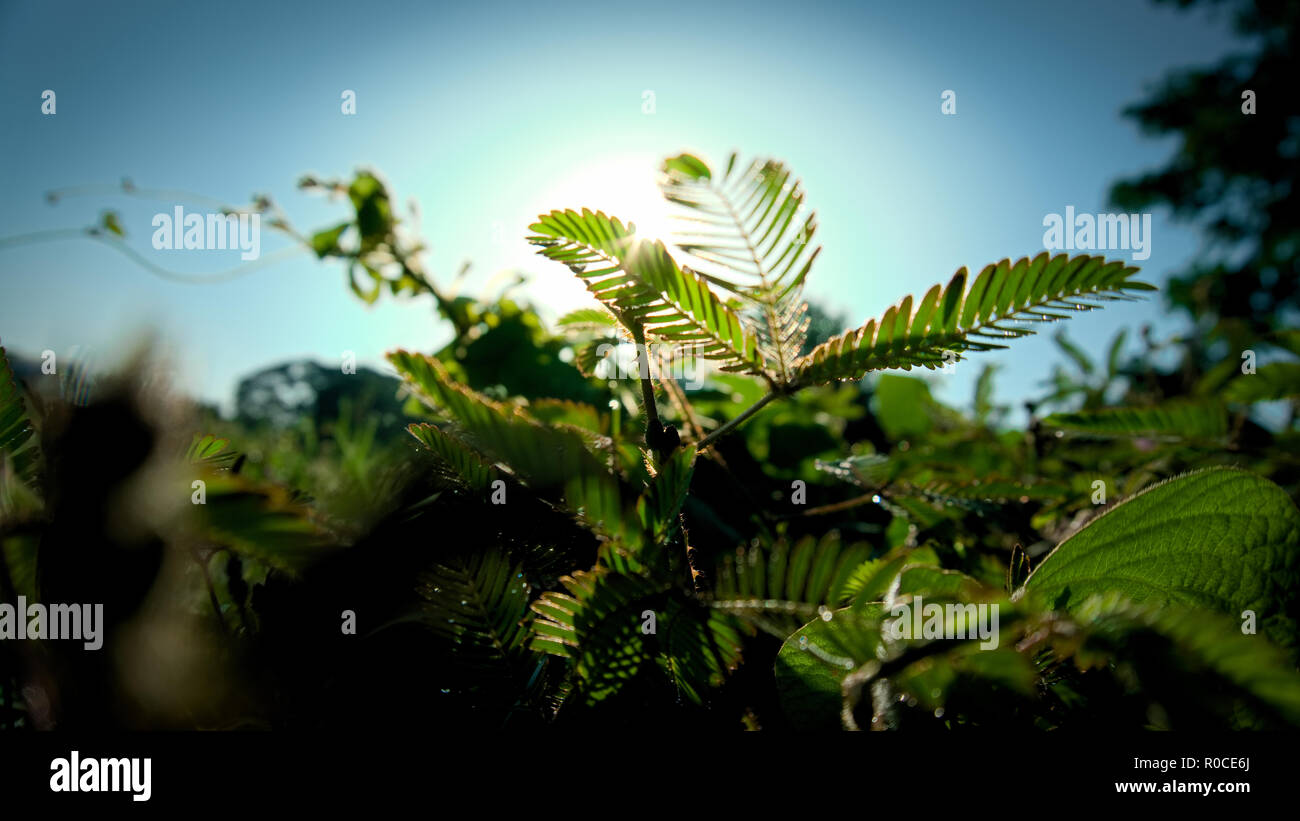 Sun through green leaf hi-res stock photography and images - Alamy