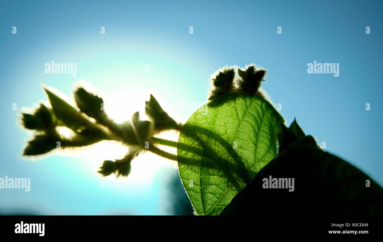 Light shines through leaves hi-res stock photography and images - Alamy
