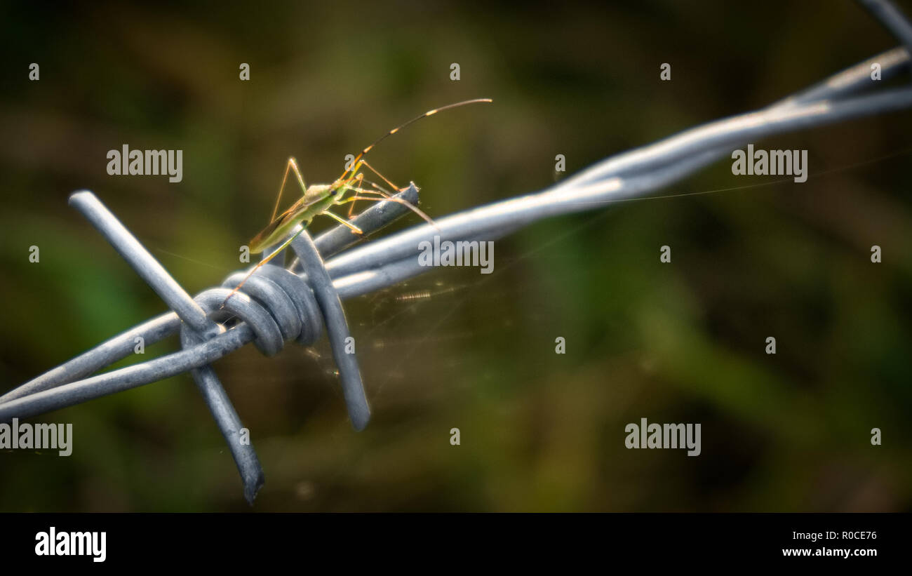 Close-up barbed wire , the insect is on barbed wire Stock Photo - Alamy