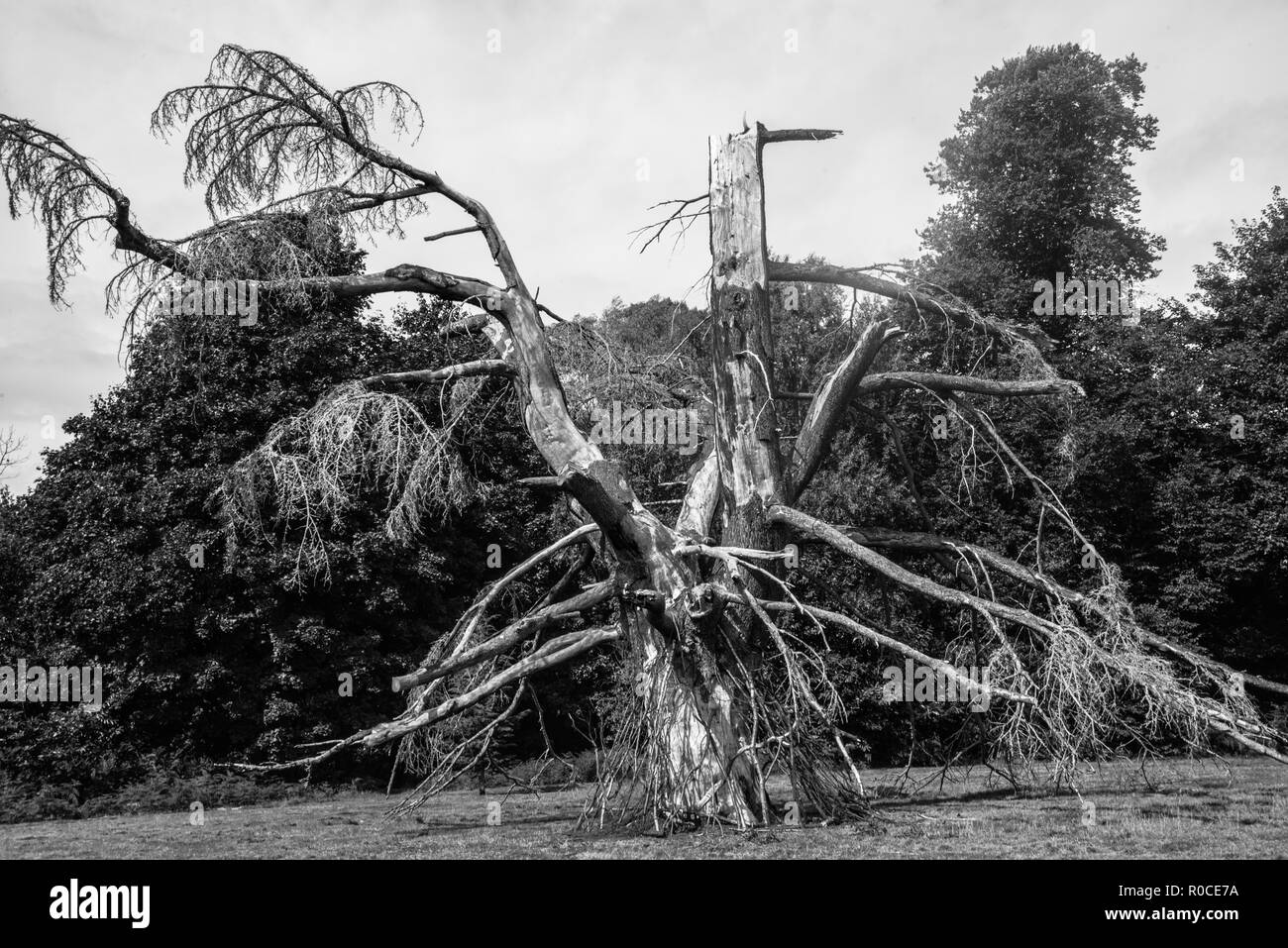 Lightening tree in mono split branches Ray Boswell Stock Photo - Alamy