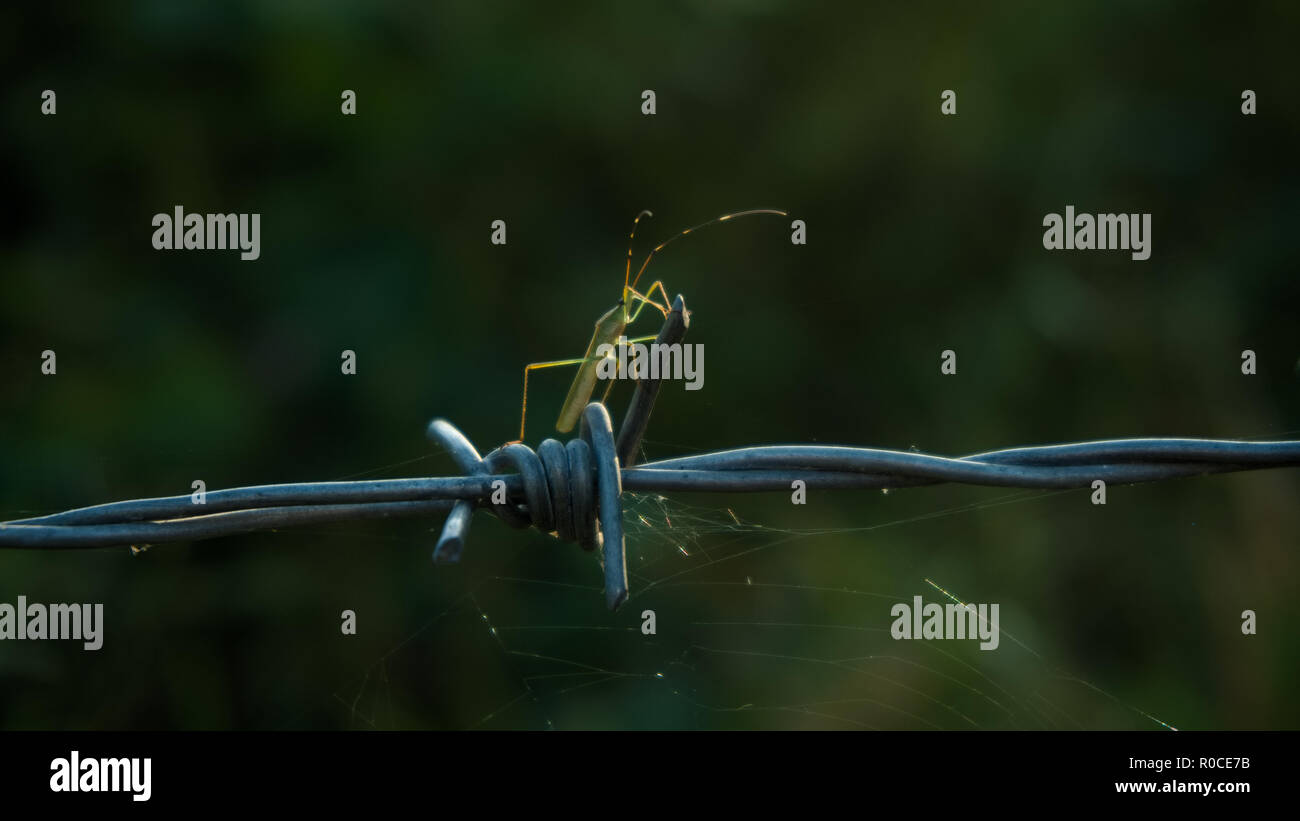 Close-up barbed wire , the insect is on barbed wire Stock Photo - Alamy