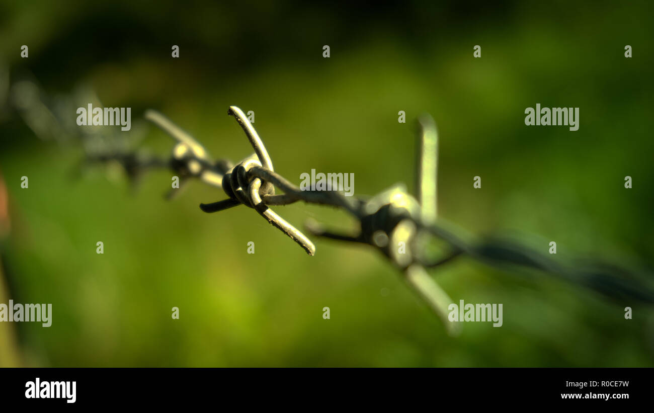 Close-up barbed wire Stock Photo - Alamy