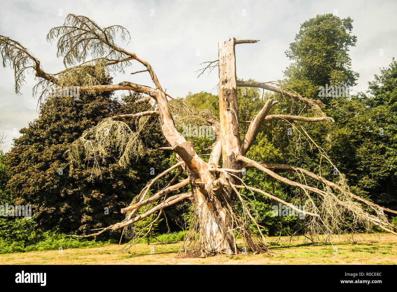 the Finished tree Lightening tree Sherwood Forest England Ray Boswell ...