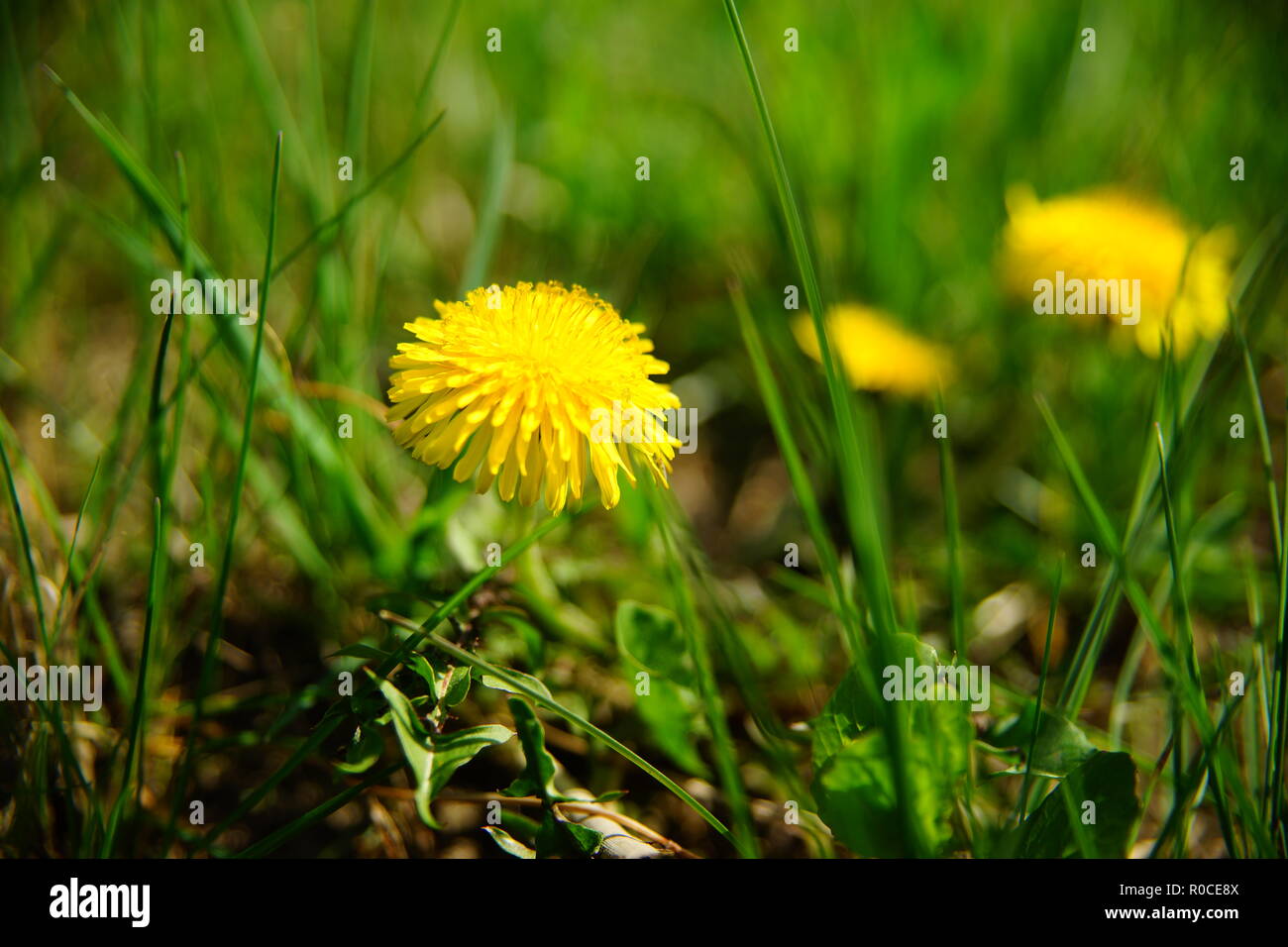 Lowenzahn hi-res stock photography and images - Alamy