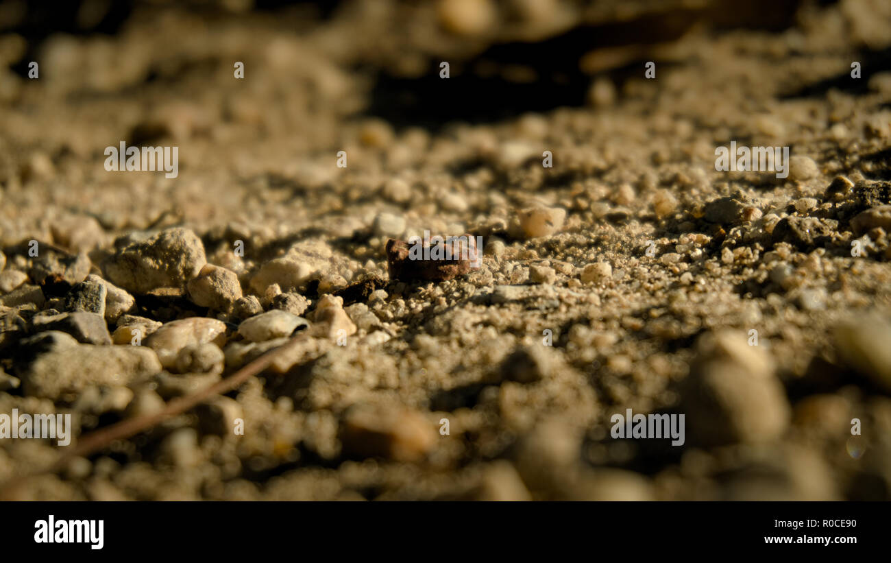 Close-up of gravel, grit, stone, sand on ground Stock Photo - Alamy