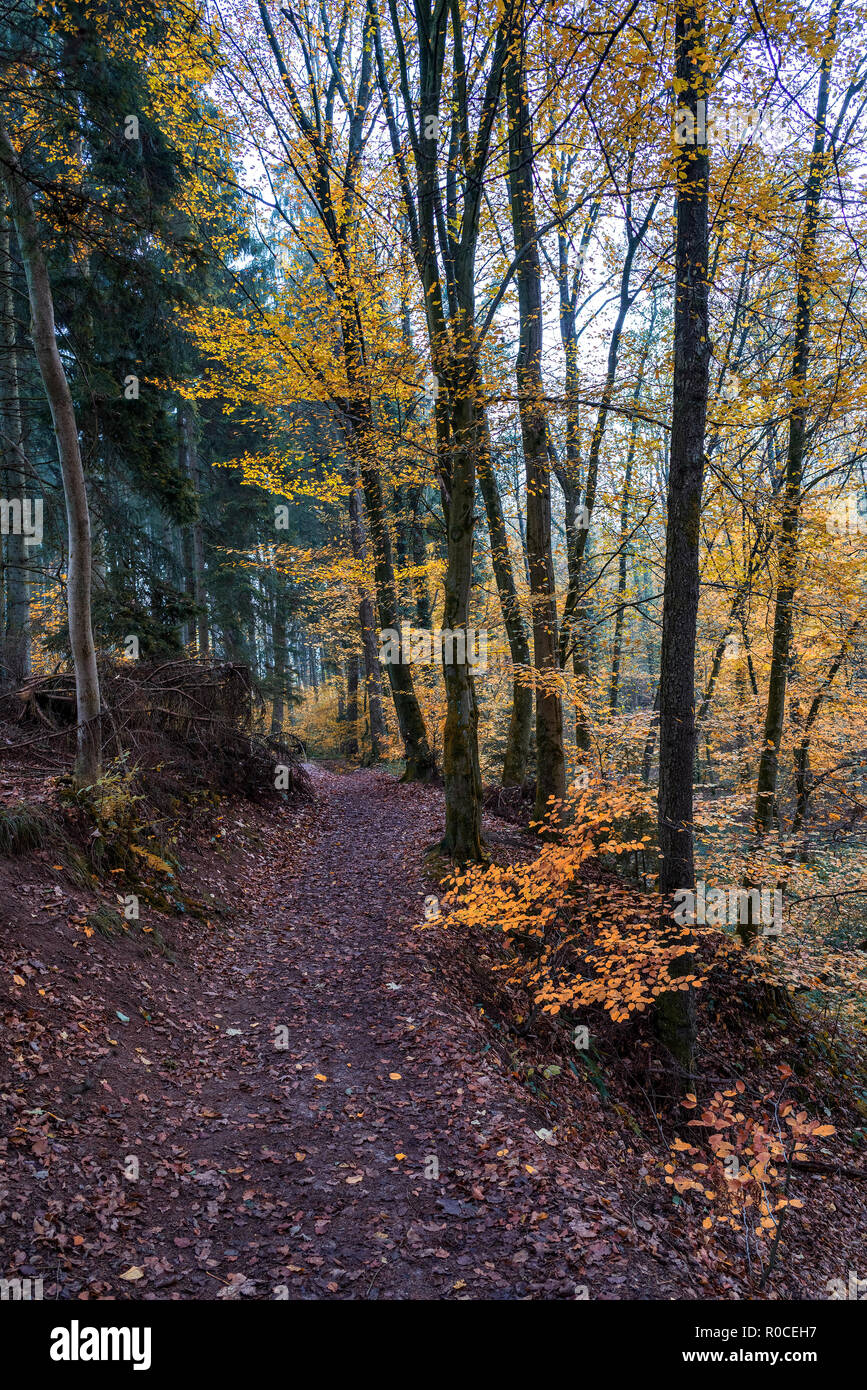 Japanese forest grass path hi-res stock photography and images - Alamy