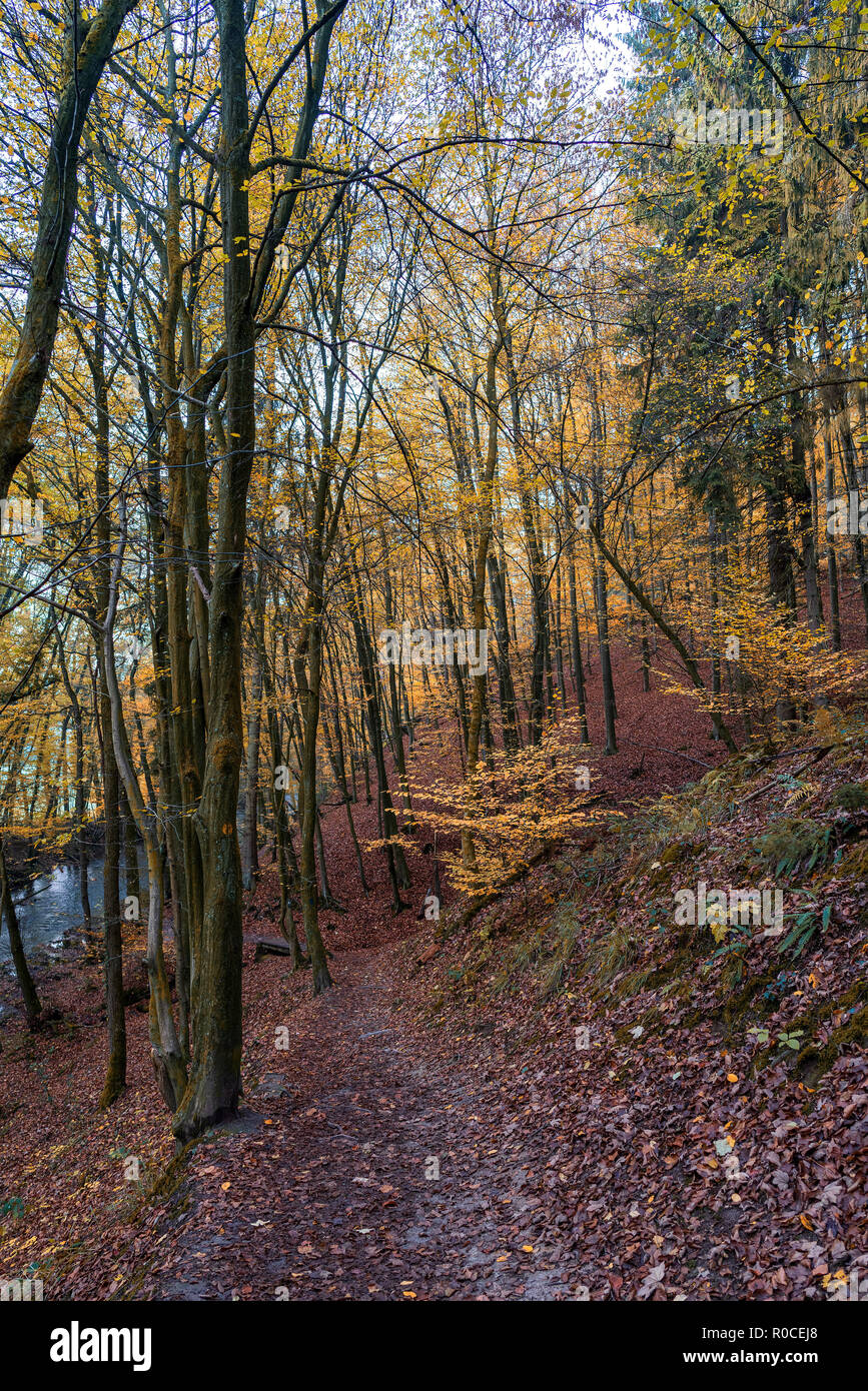 Japanese forest grass path hi-res stock photography and images - Alamy