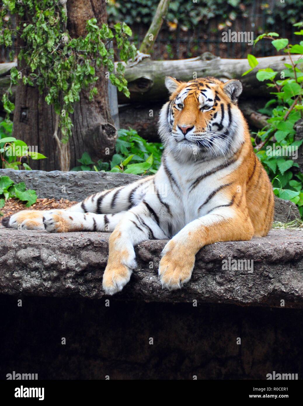 Tiger chilling in the zoo Stock Photo - Alamy