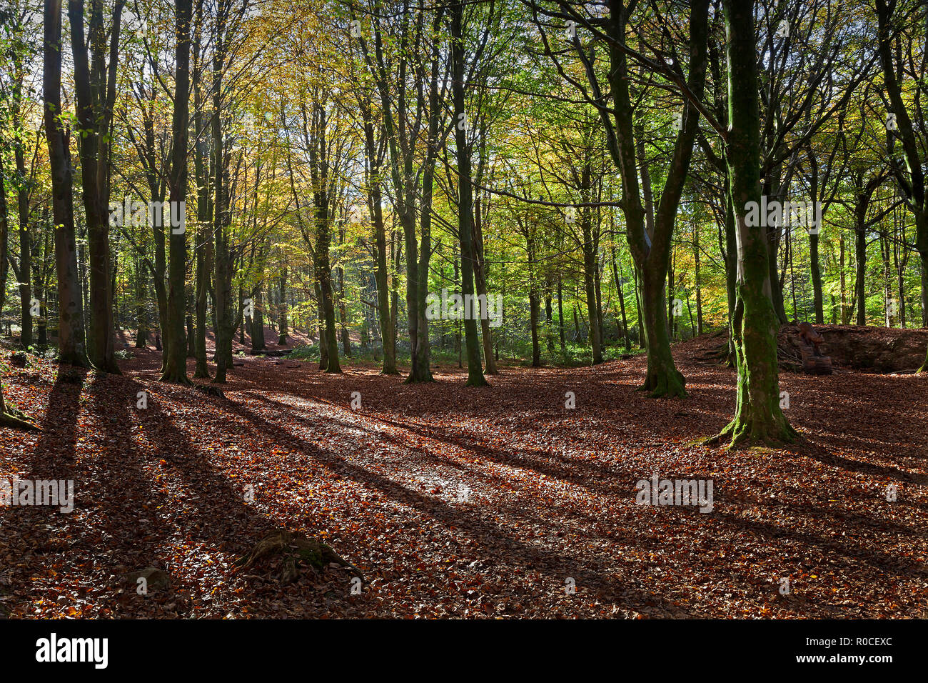 Autumn morning forest walk in beech forest with carpet of leaves and ...