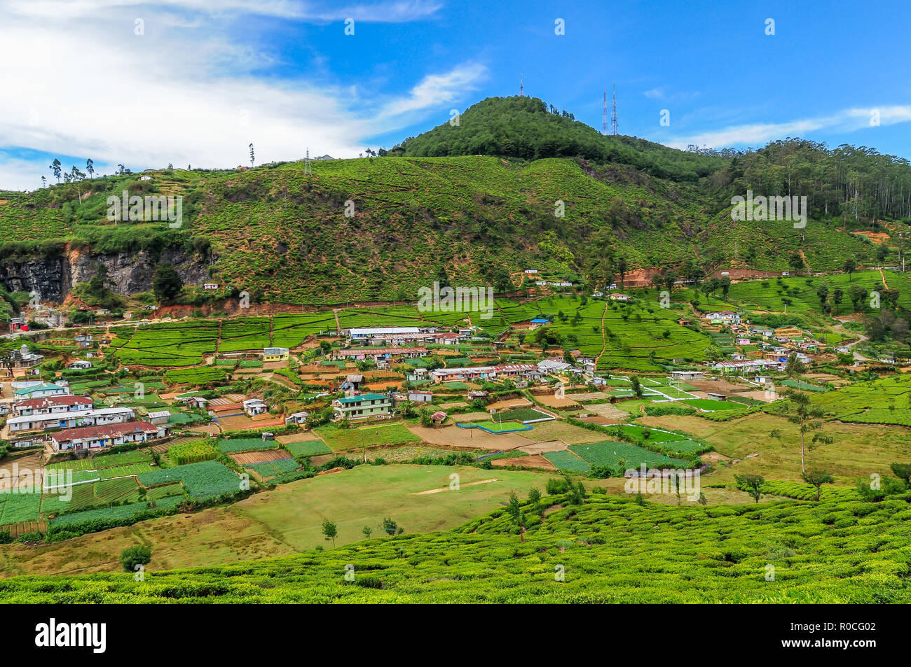 Tea fields in Nuwara Eliya, Sri Lanka Stock Photo - Alamy