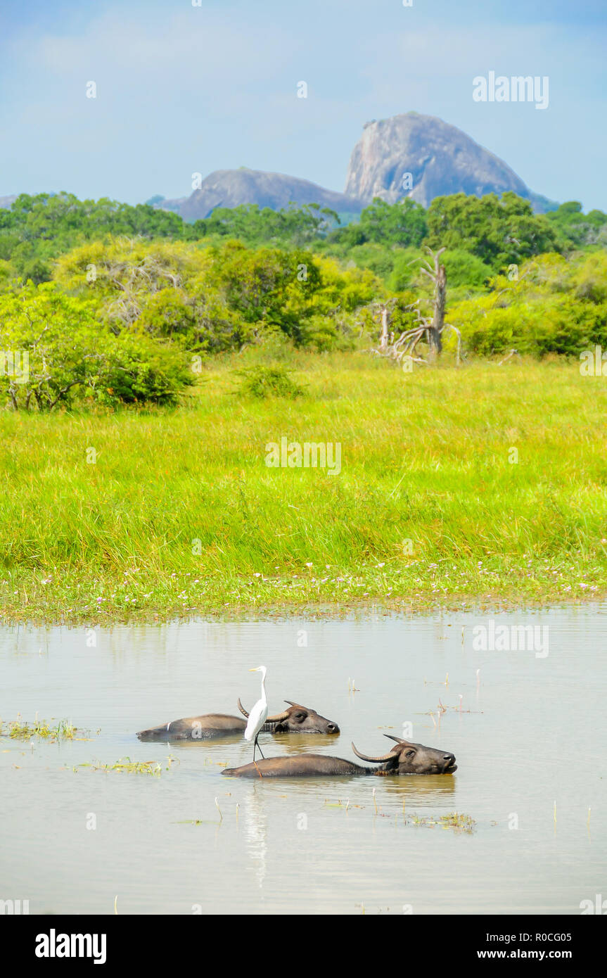 Two water buffalos in a river. White bird on the back of a buffalo ...