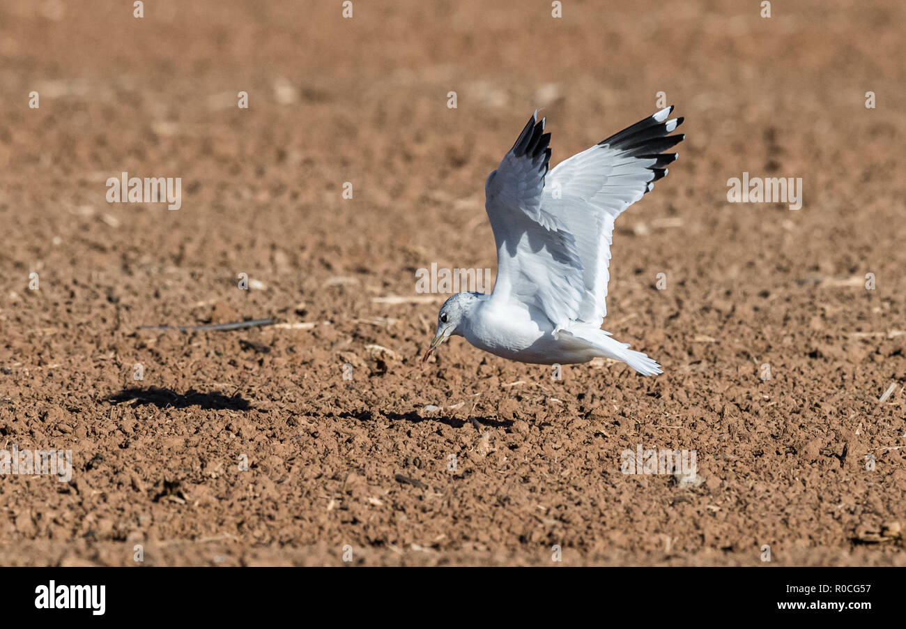 Flying Worm High Resolution Stock Photography and Images - Alamy