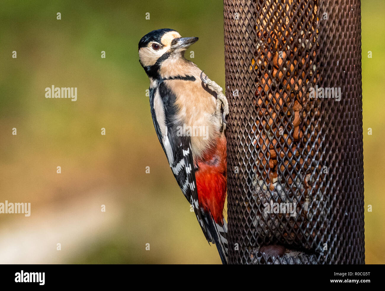 English woodpeckers hi-res stock photography and images - Alamy