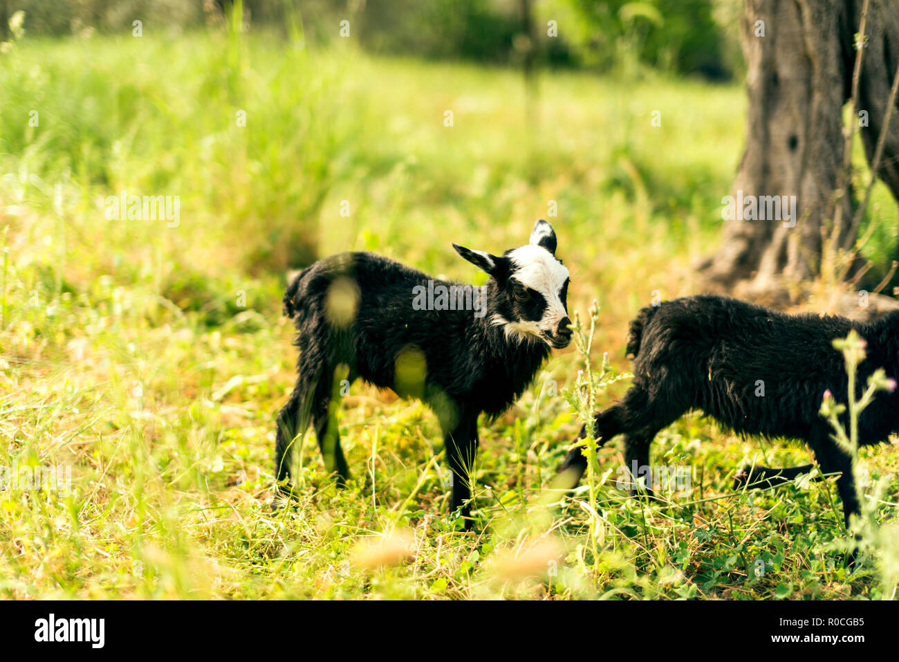 Goatlings in meadow and an olive farm Stock Photo - Alamy