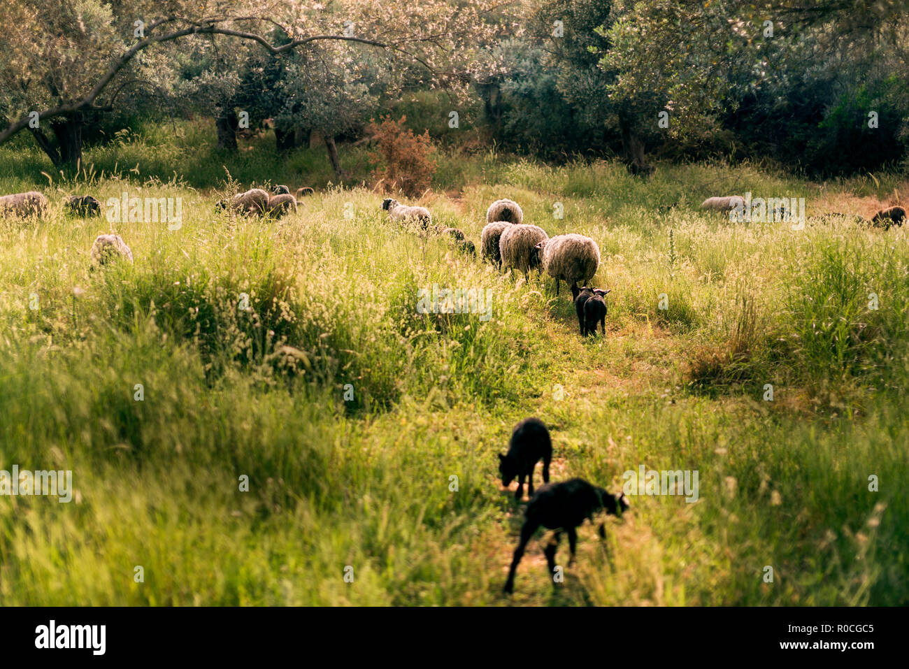 Goatlings and sheeps in an olive farm and in spring season Stock Photo ...