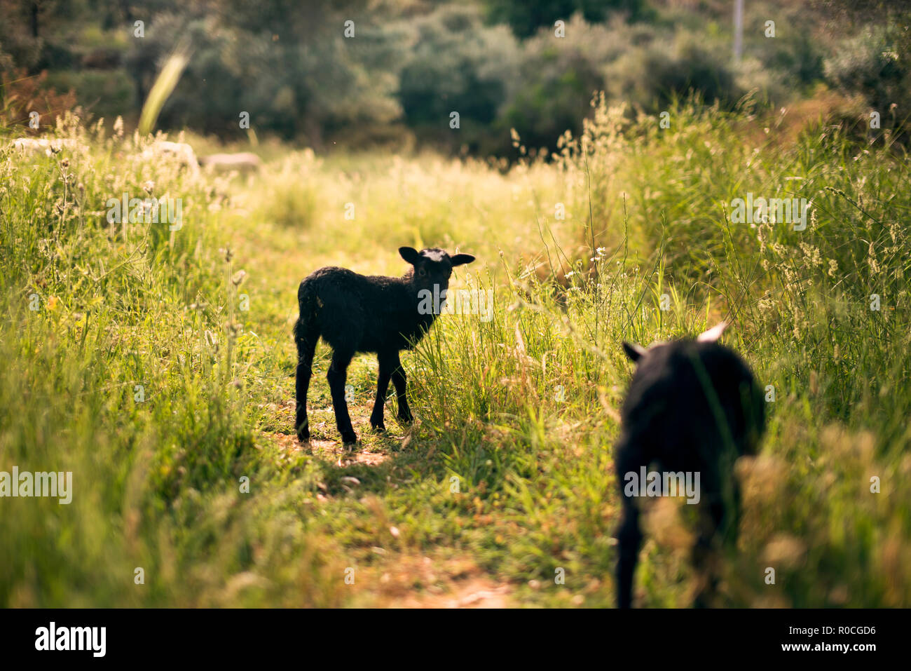 Goatlings hi-res stock photography and images - Alamy