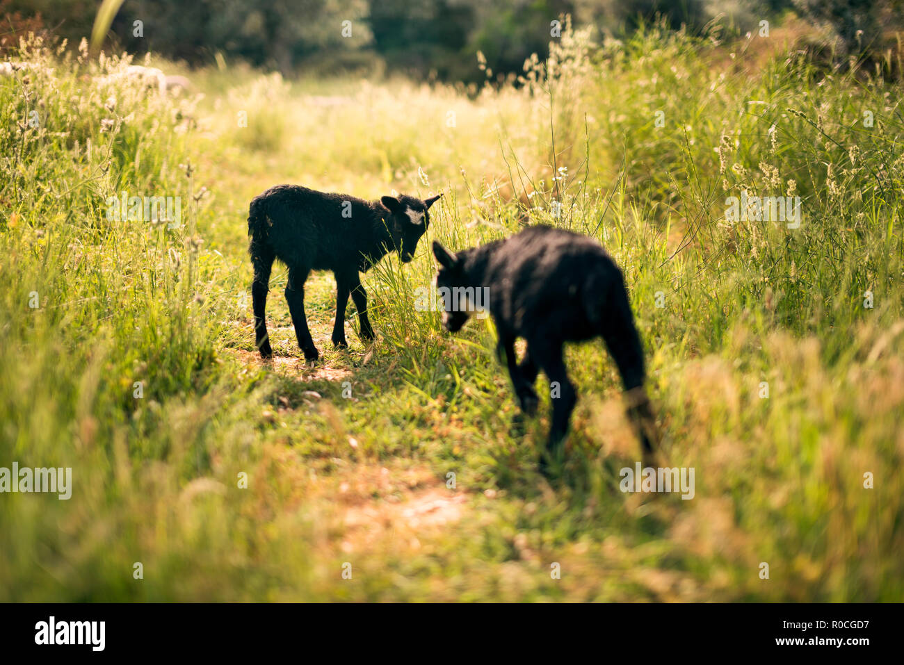 Young goatlings hi-res stock photography and images - Alamy