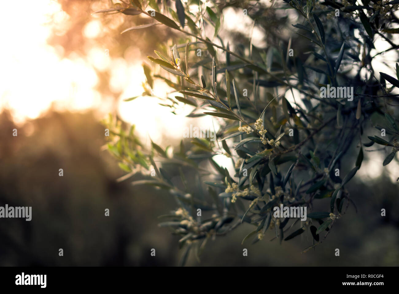 Leaves of an olive tree in spring season with blossoming Stock Photo ...