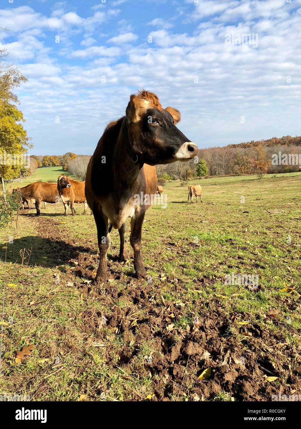 Jersey cow and herd of cows in organic pasture in New England in fall ...